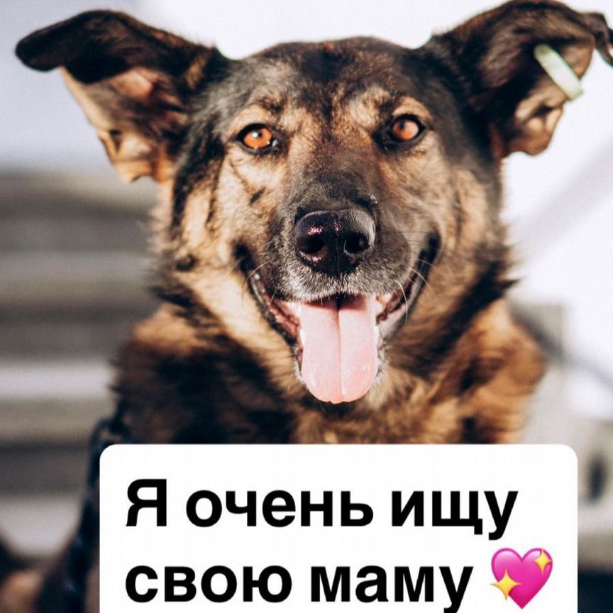 Взрослая собака в добрые руки