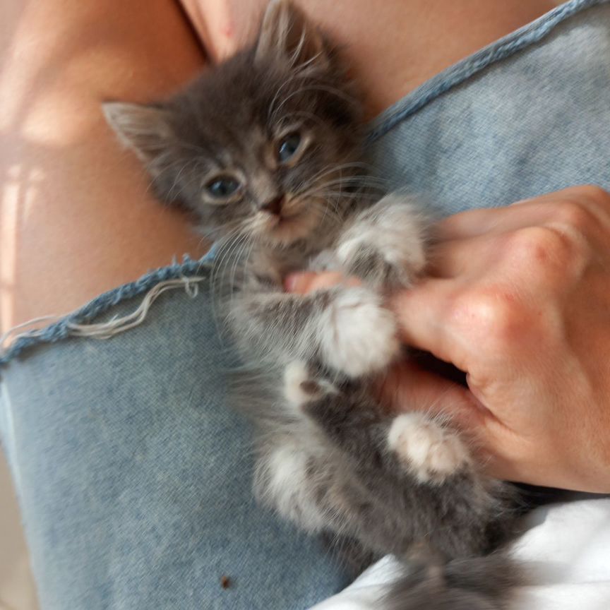 Отдам котенка в хорошие руки
