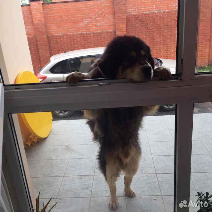 Отдам Тибетский мастиф