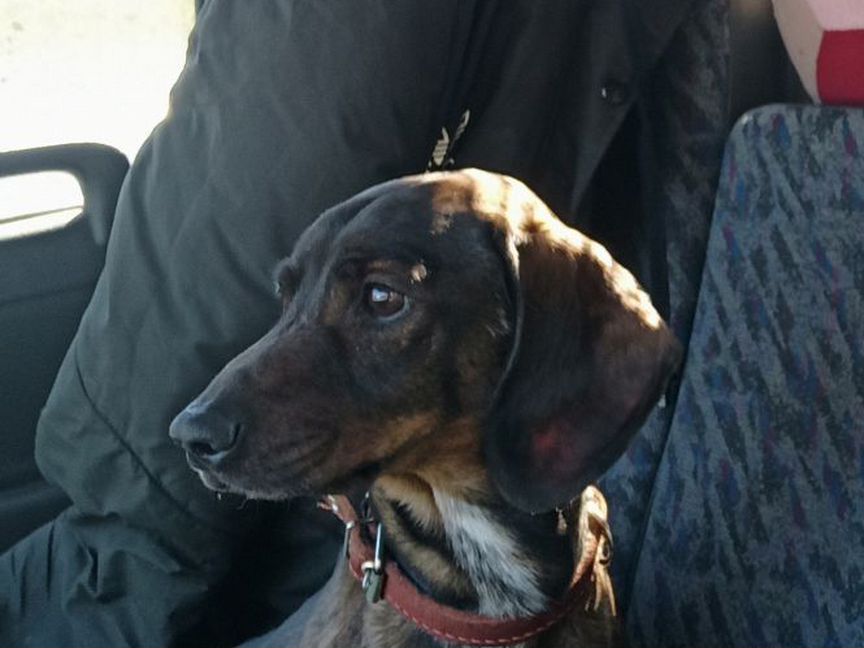 Отдам таксу в ответственные руки