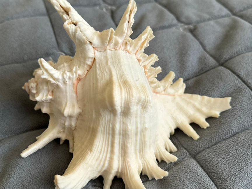 Ракушка мурекс