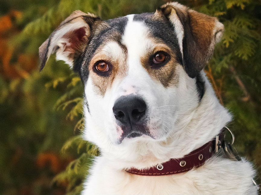 Обаятельный Реми собака в добрые руки