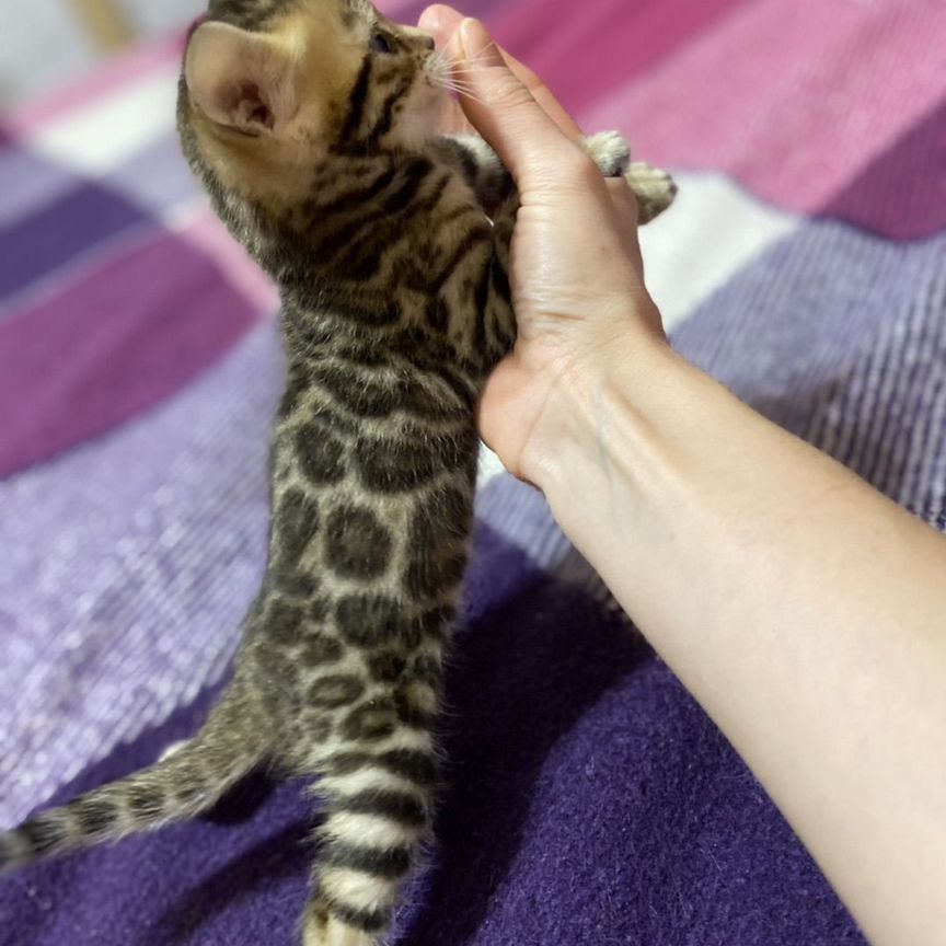 Бенгальские котята