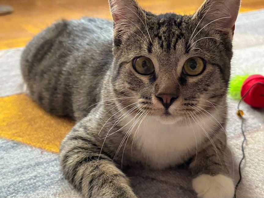Котик Бергамотик в добрые руки