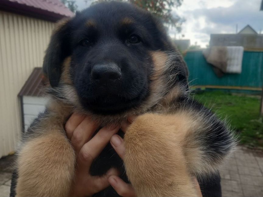 Немецкая овчарка