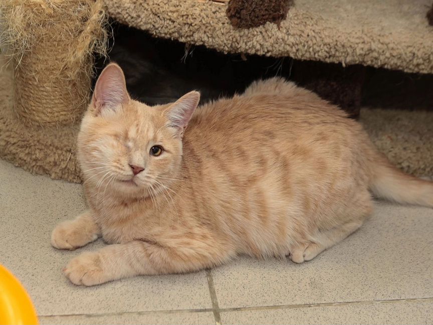 Особенный котенок (мальчик) ищет дом