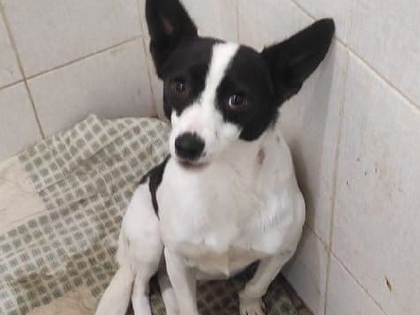 Собака в добрые руки маленькая порода