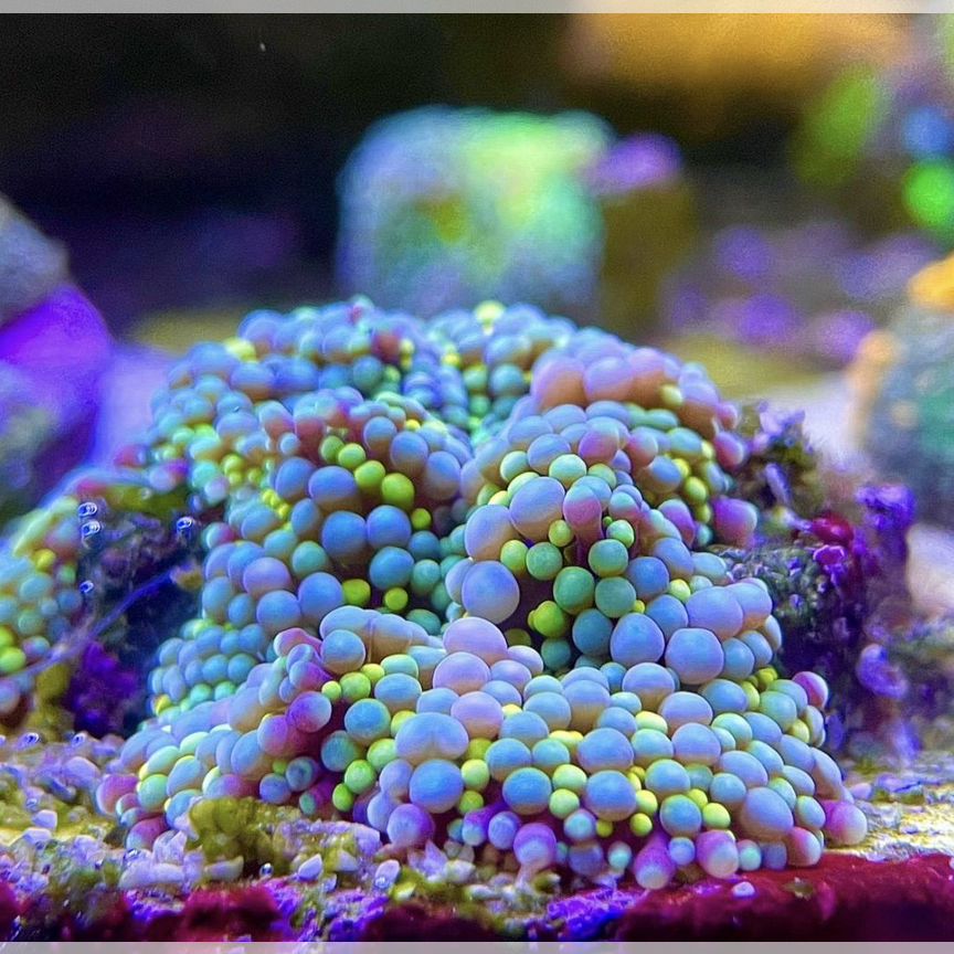 Кораллы для морского аквариума
