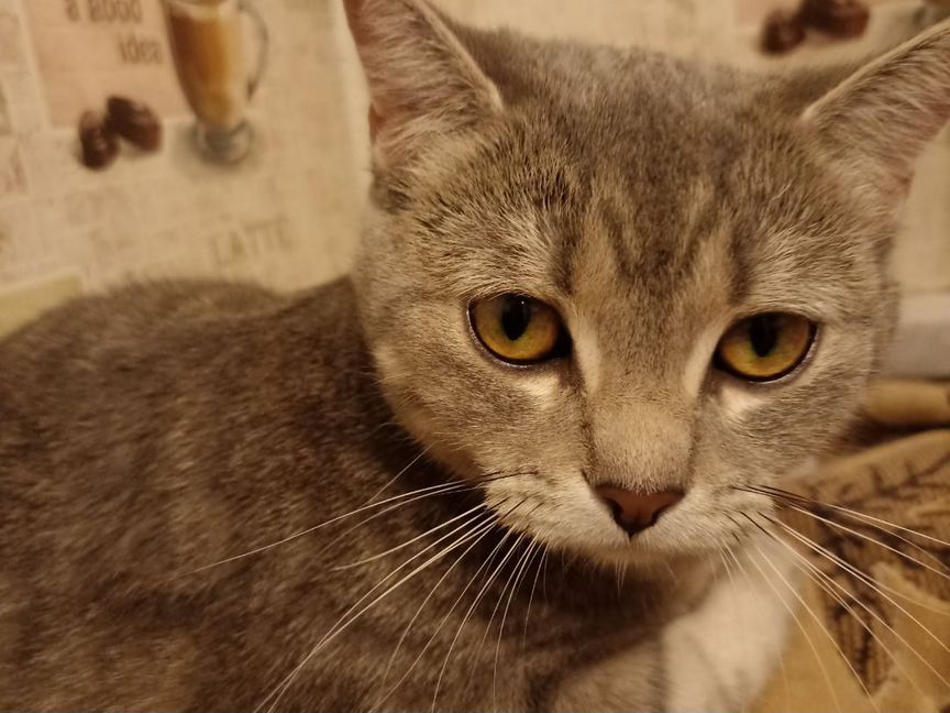 Отдам кошечку бесплатно