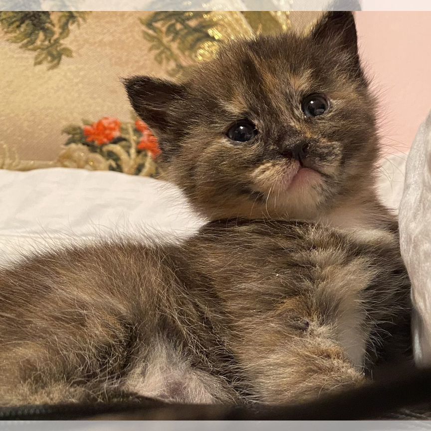 Котёнок в добрые руки