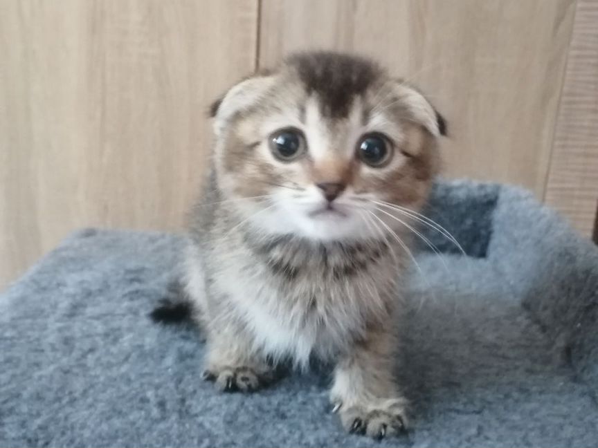 Шотландская вислоухая кошка