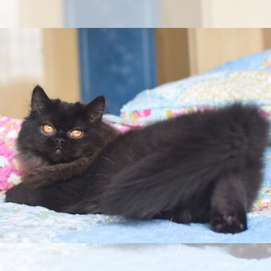 Британский длинношёрстный котёнок