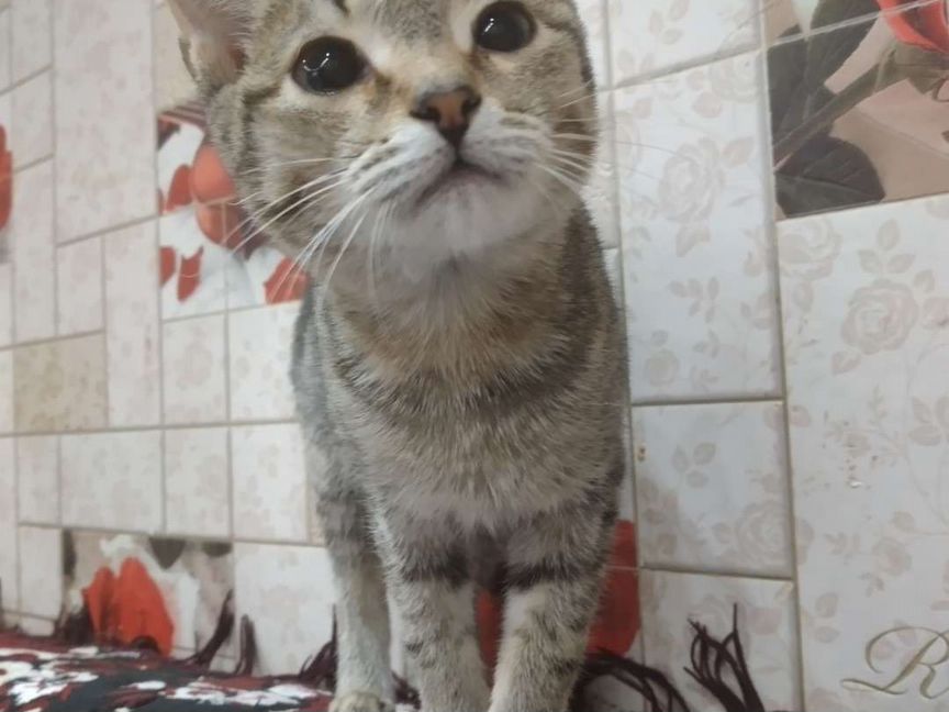 Кошки стерелизованные, в дар