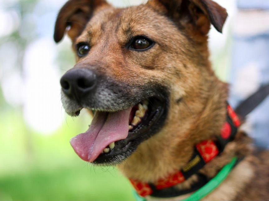 Собака Юла в добрые руки