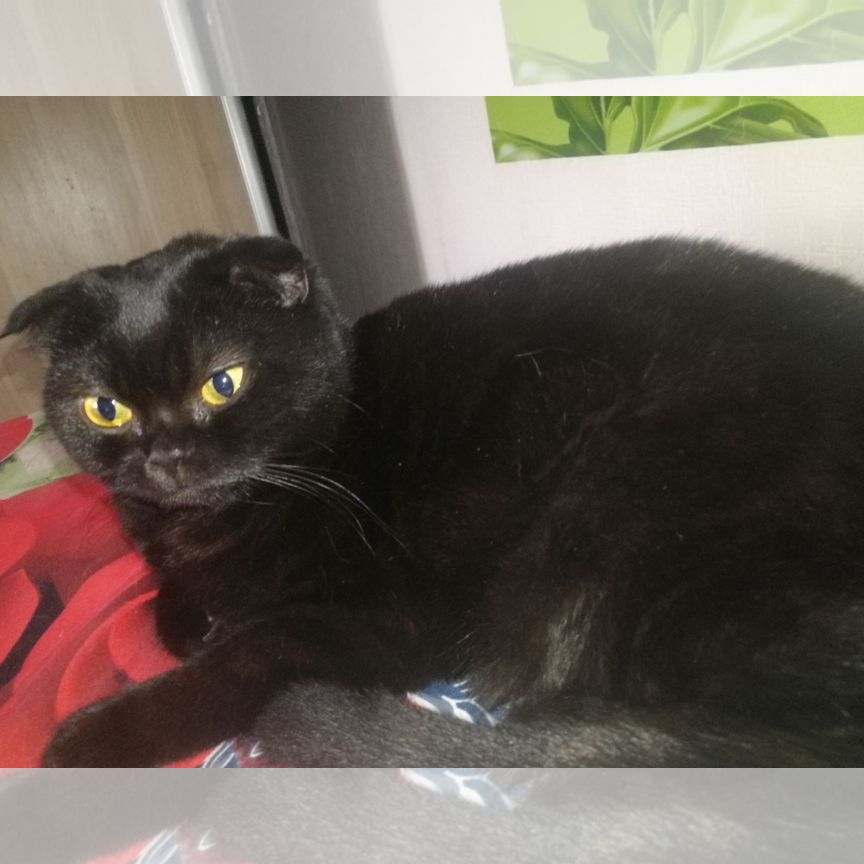 Шотландская вислоухая короткошёрстная кошка, взрослая