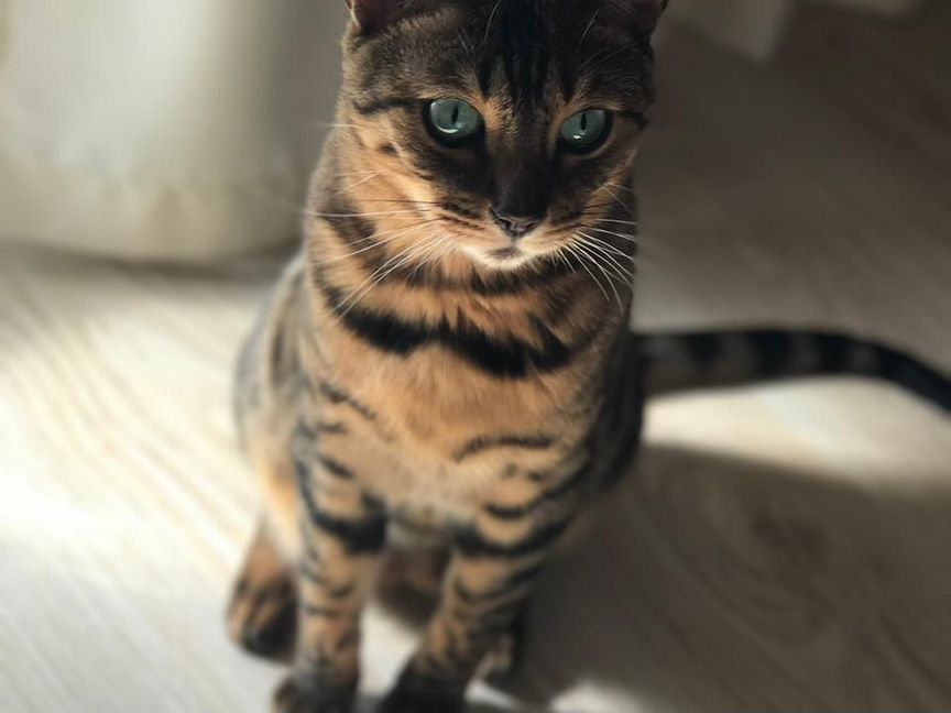 Отдадим кота в хорошие руки, Бенгал