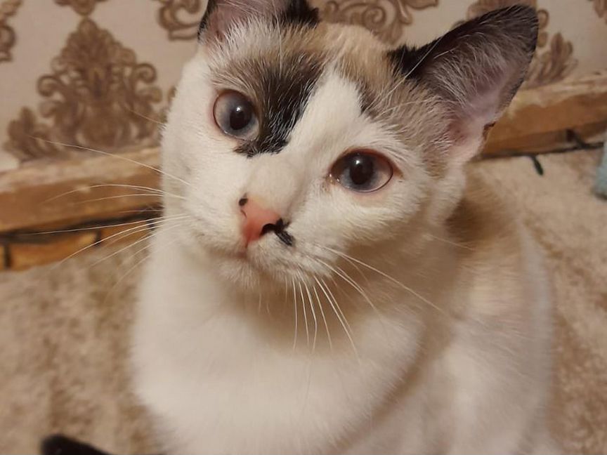 Красотка Гоги