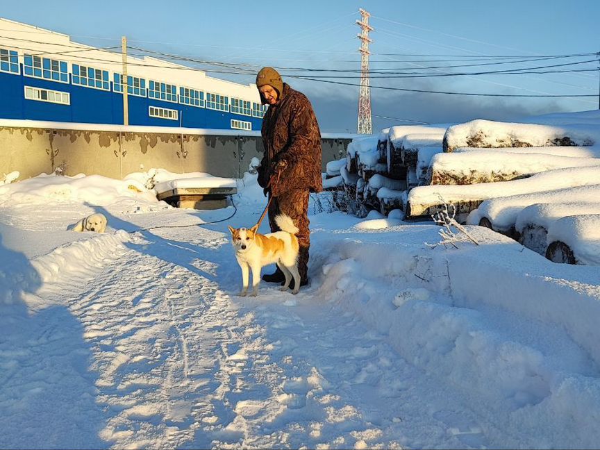 Норрботенский шпиц (шведская лайка) с док-ми РКФ