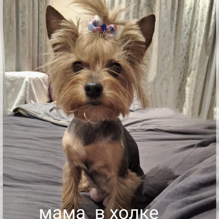 Йоркширский терьер, щенок