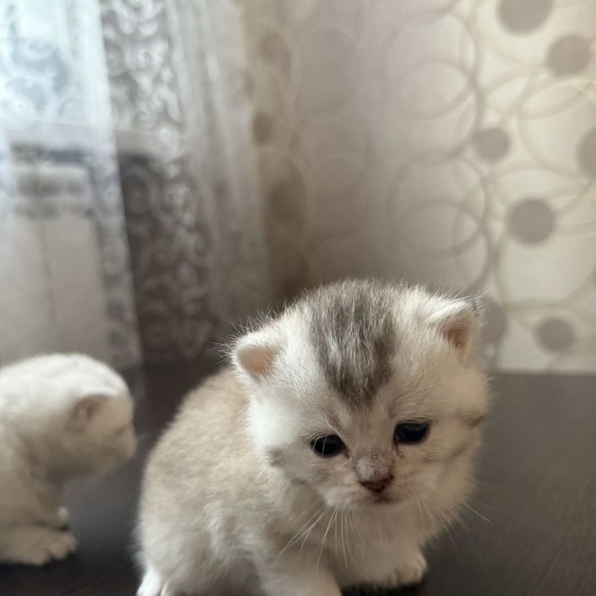 Шотландская
