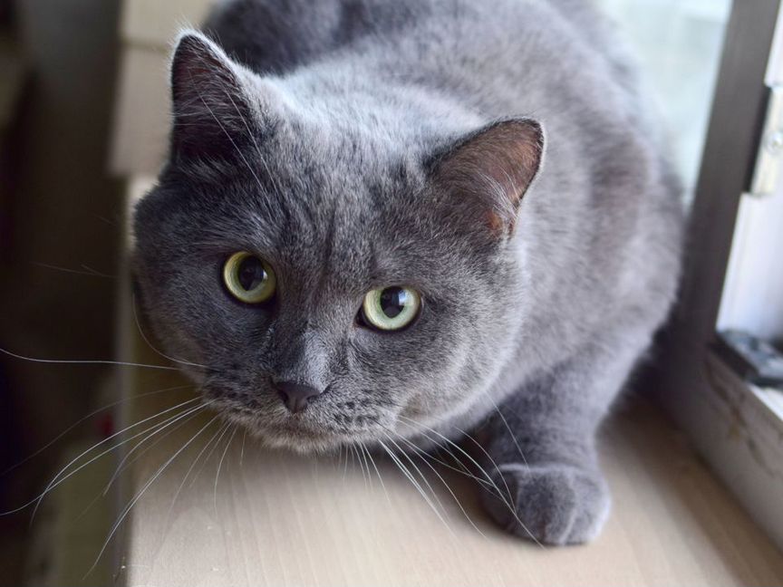 Британский кот, кот голубого окраса