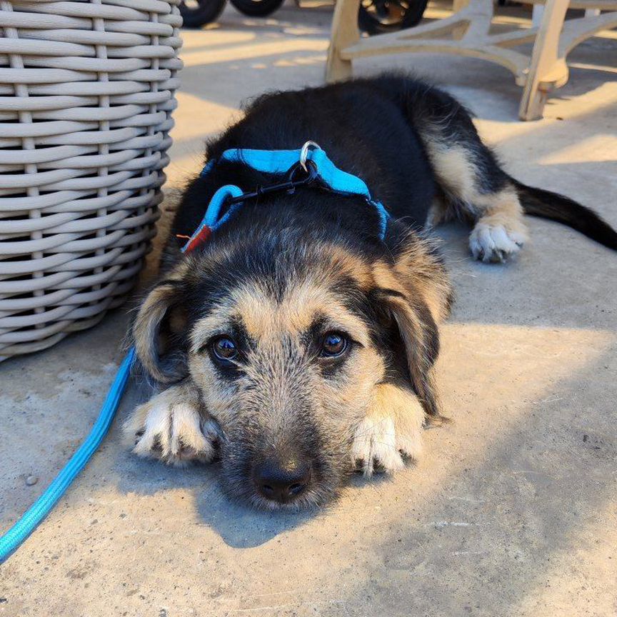 Собака в добрые руки