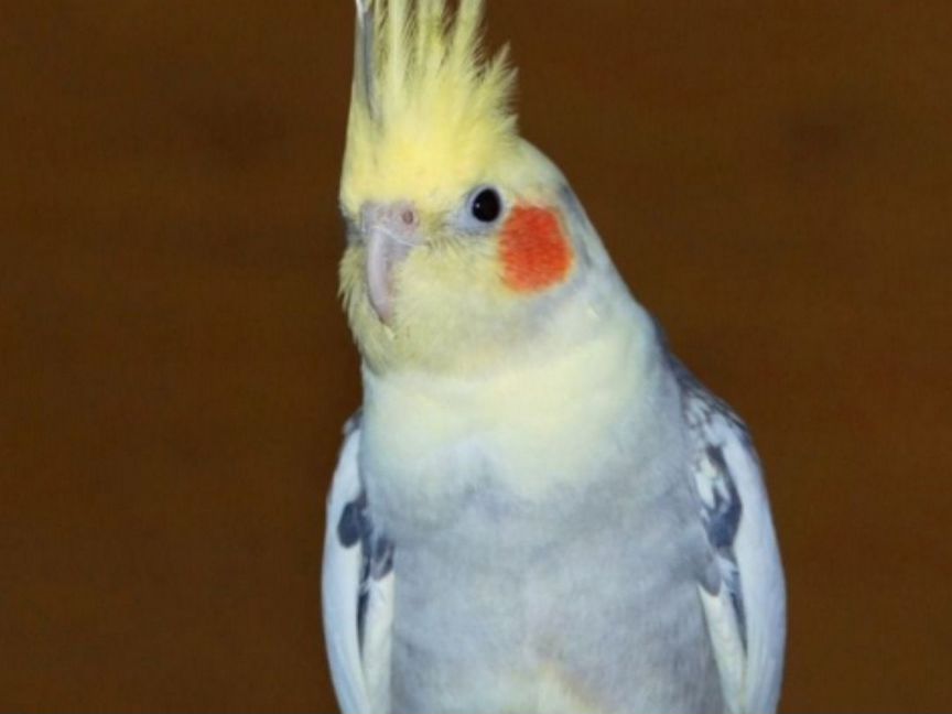 Попугай Карелла с клеткой