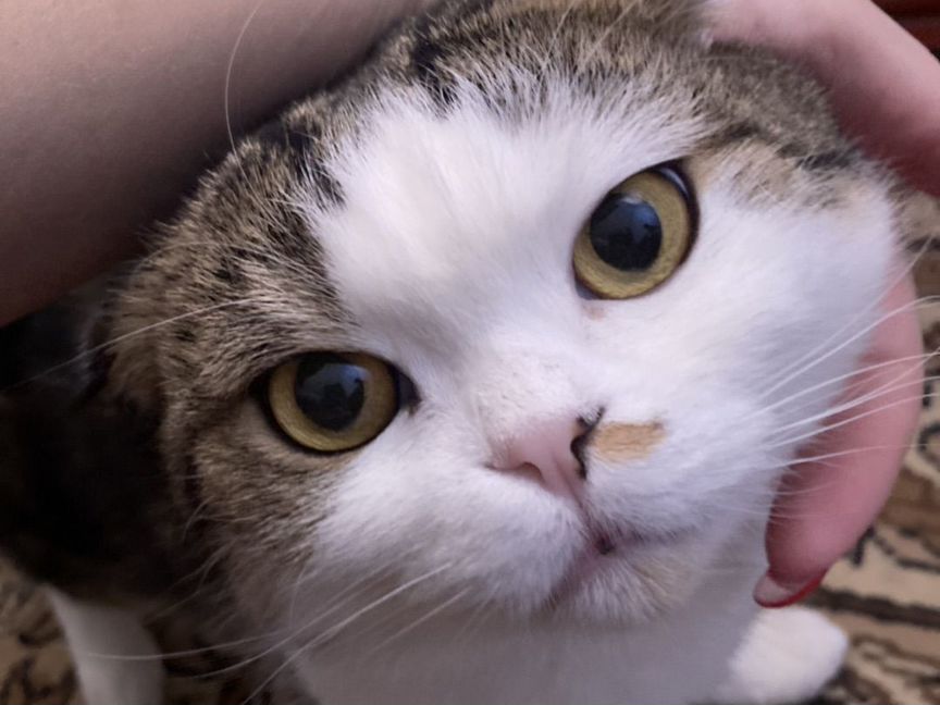 Шотландский вислоухий кот бесплатно