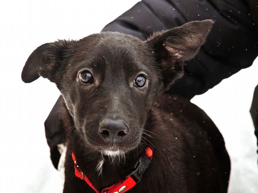 Щенок девочка лала 3 месяца привита лапочка