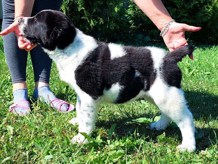 Щенок алабая