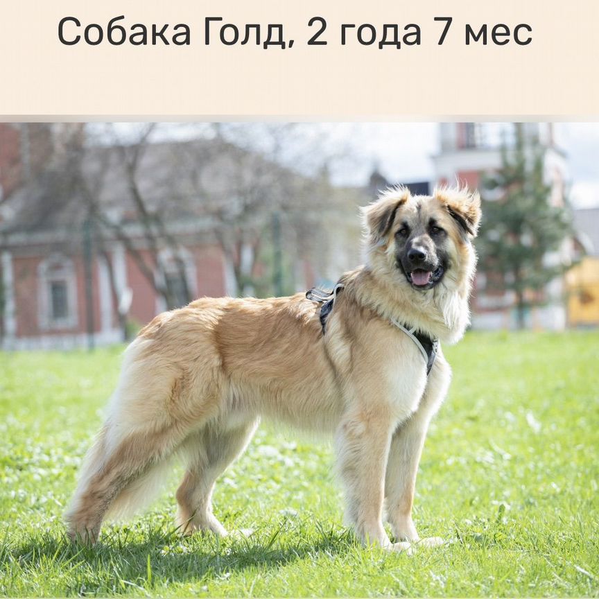 Собака в добрые руки