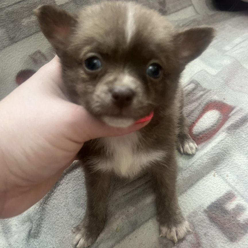 Чихуахуа мальчик лиловый длинник