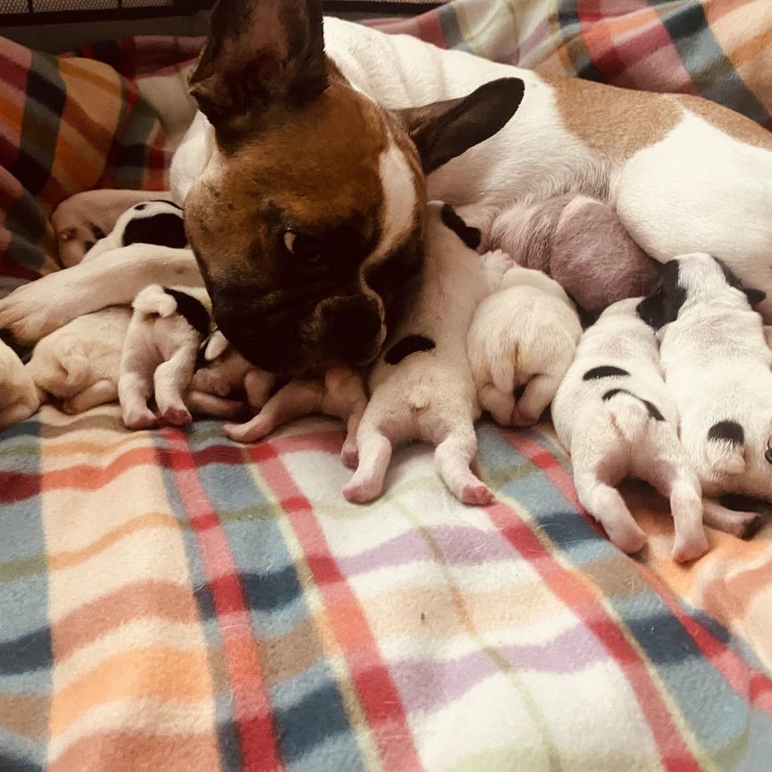 Французский бульдог щенки