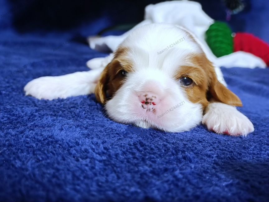 Щенки кавалер кинг чарльз спаниель бленхейм