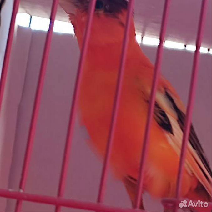 Кенер поющий