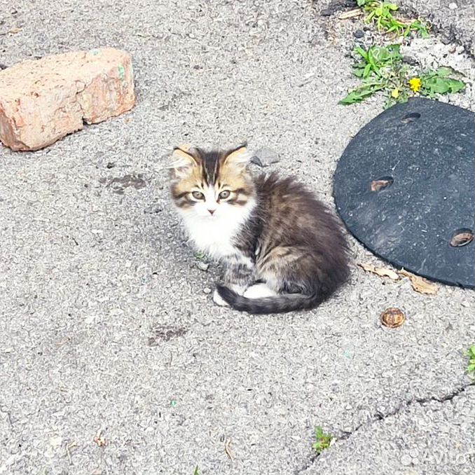 Совсем маленькие котэ, ищую семью