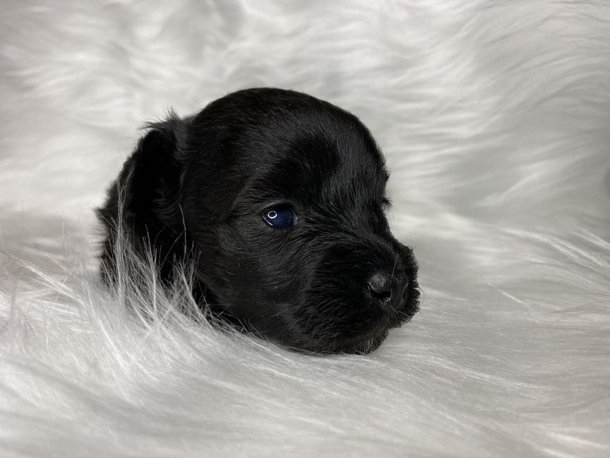 Мальтипу f1 mini