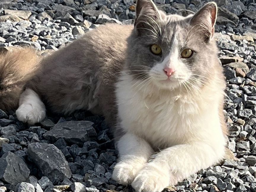 Кот, красавец. Будет огромный