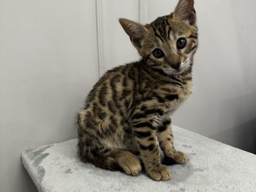 Бенгальские котята