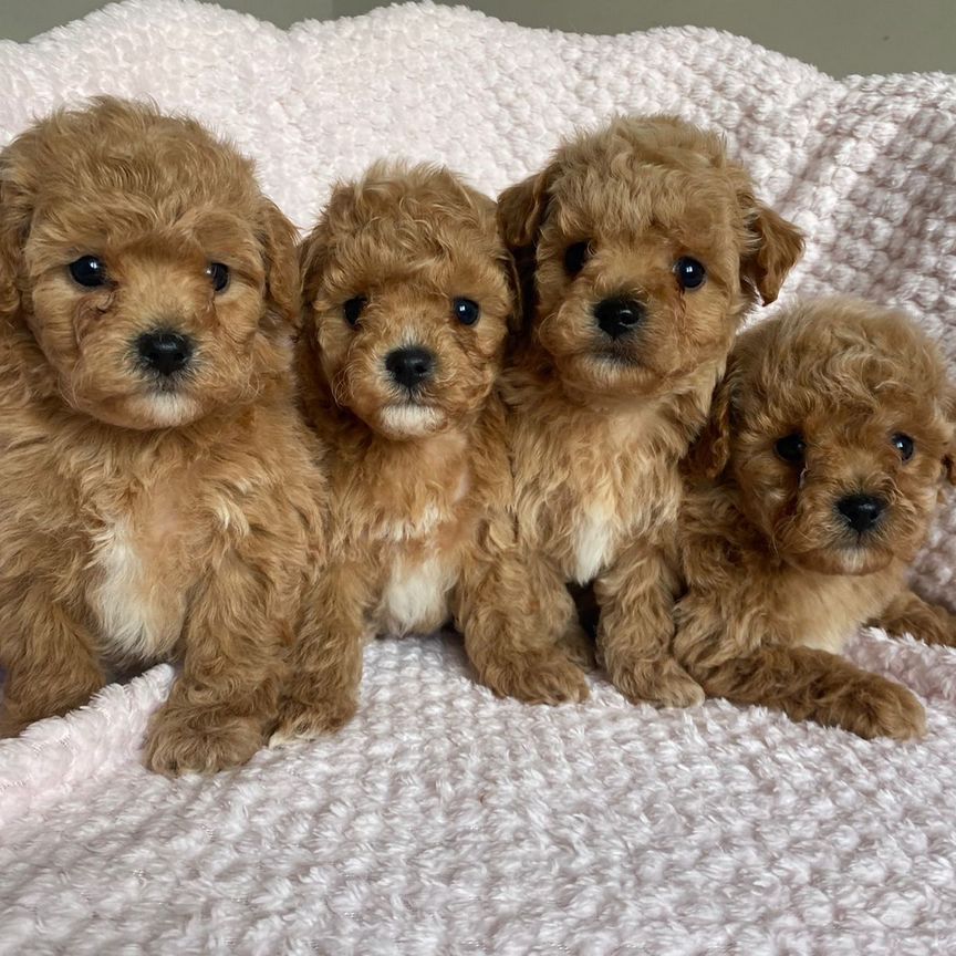 Мальтипу ф1