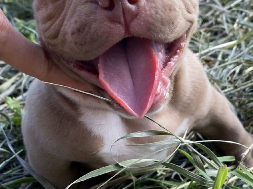 Американский булли мини мальчик