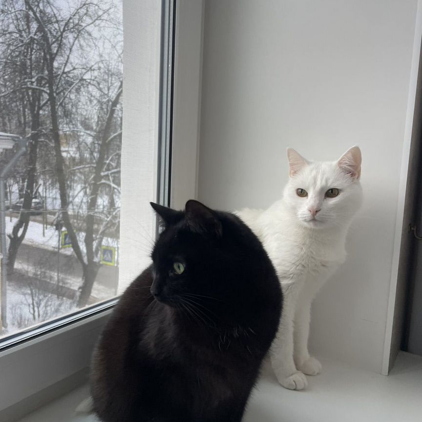 Коты в добрые руки