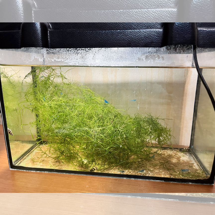 Аквариум с креветками