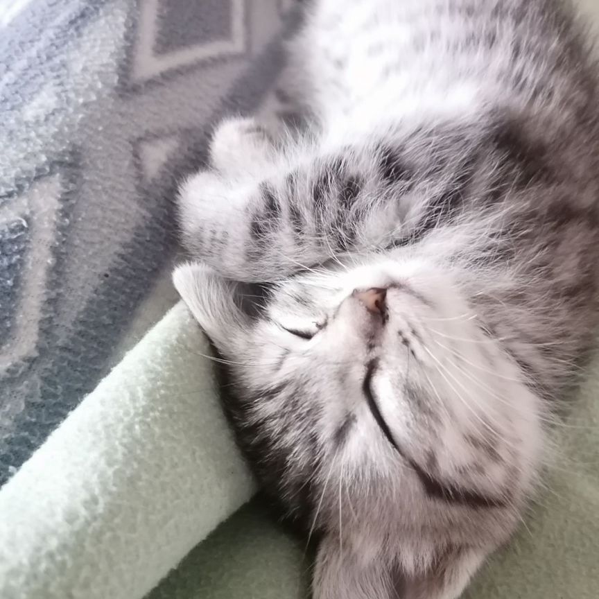 Котенок (девочка)