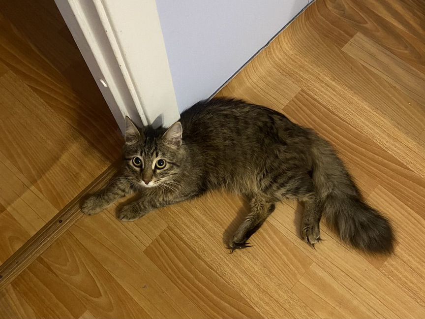 Кот в добрые руки