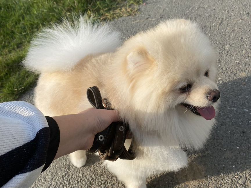 Немецкий шпиц