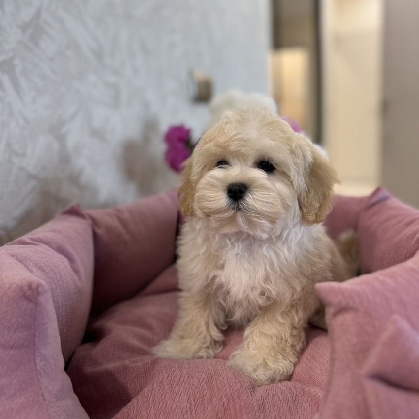 Мальтипу f1 mini