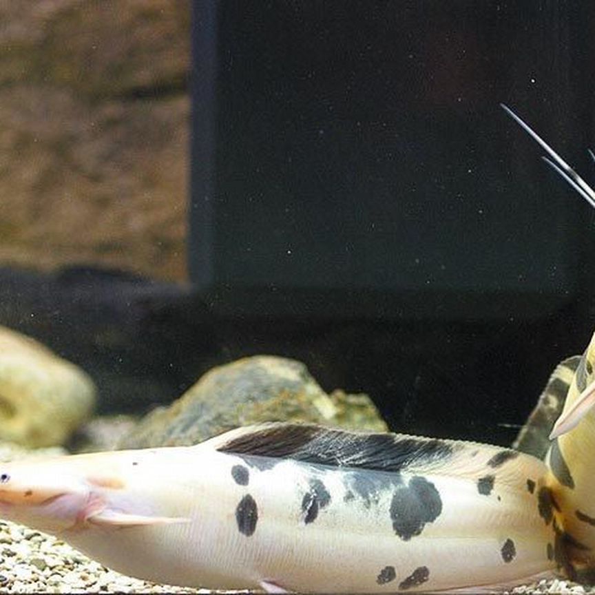 Сом Клариас Пятнистый