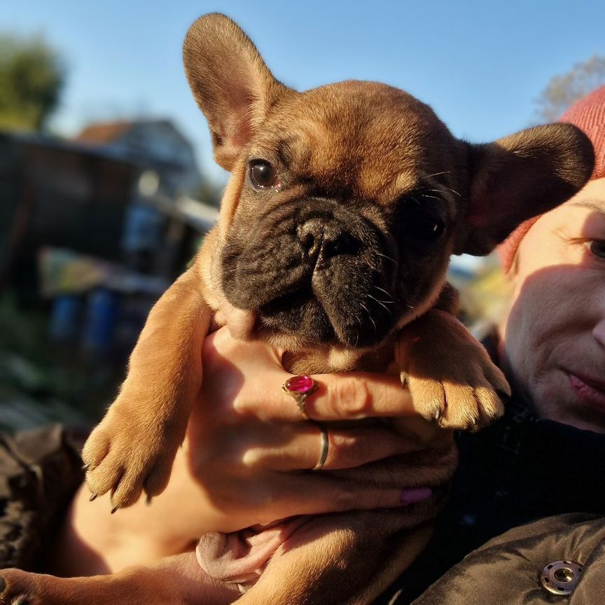 Красный Гном-Гномыч