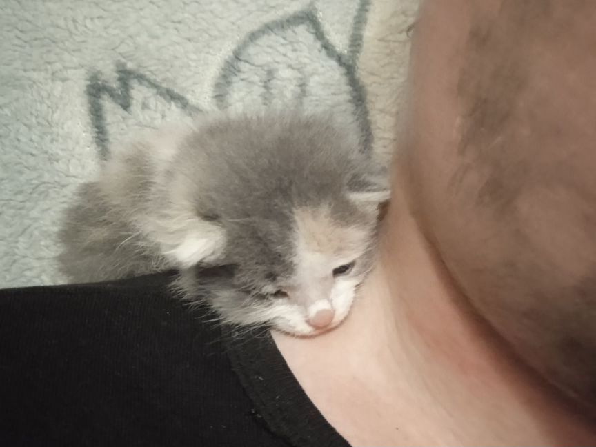 Новорожденный котёнок